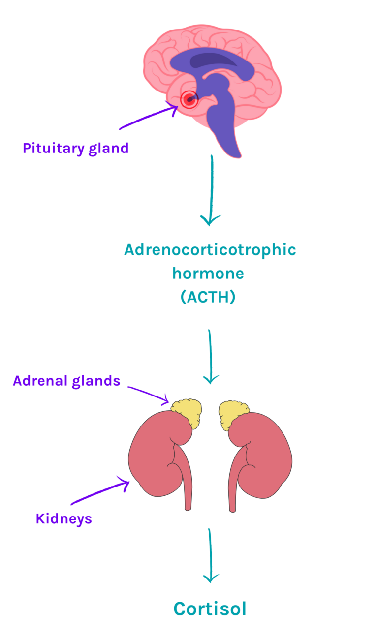 Cortisol and Cushing's: Exploring health, disease and the current ...